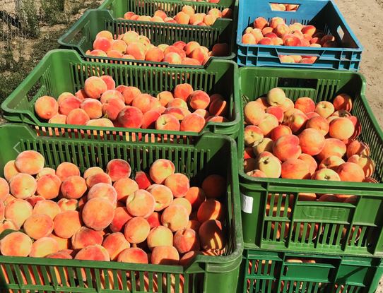 Samozber marhúľ a broskýň na Slovensku 2019 - Odfarmara.sk